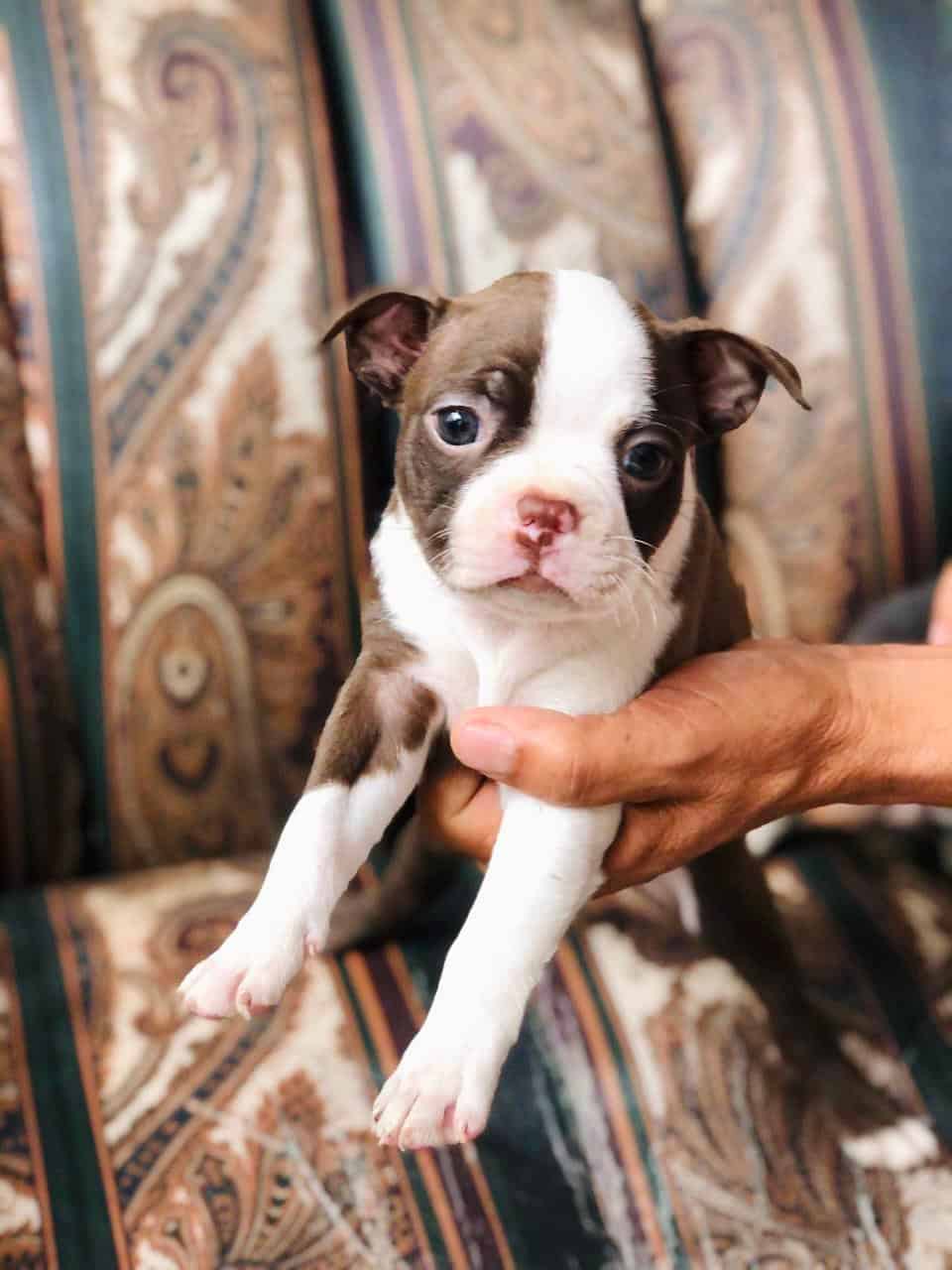 Criadero de Perros Boston Terrier - Pagos Contra Entrega